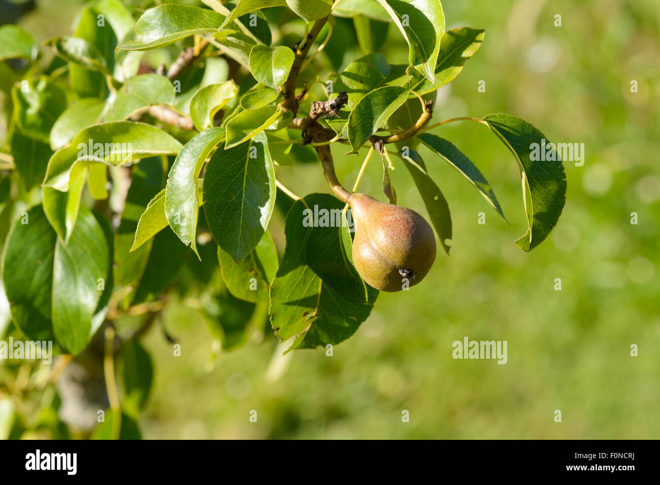 Pears (pyrus) growing on tree in orchard in French countryside Stock ...