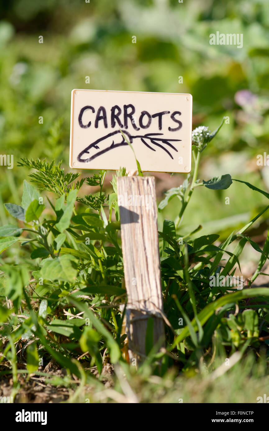 Carrots label in vegetable garden of home in Saint Thomas de Conac ...