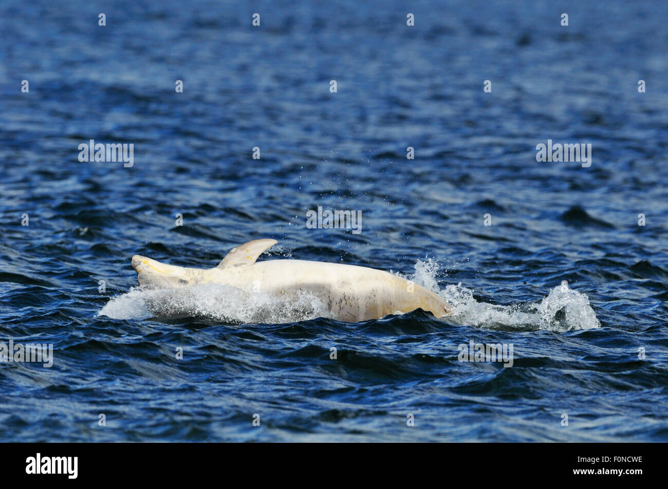 Dolphin communication hi-res stock photography and images - Alamy