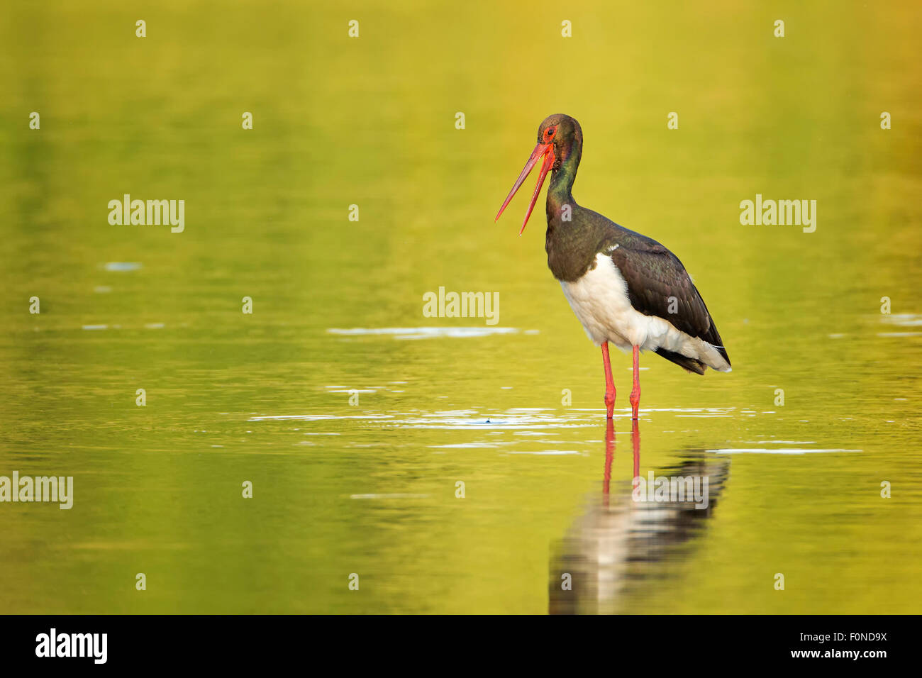 Stork sound hi-res stock photography and images - Alamy