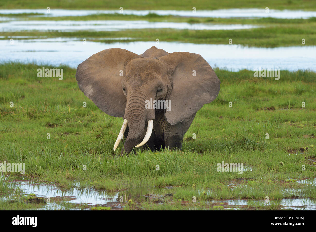 Elephant ears or elephants ears hi-res stock photography and images - Alamy