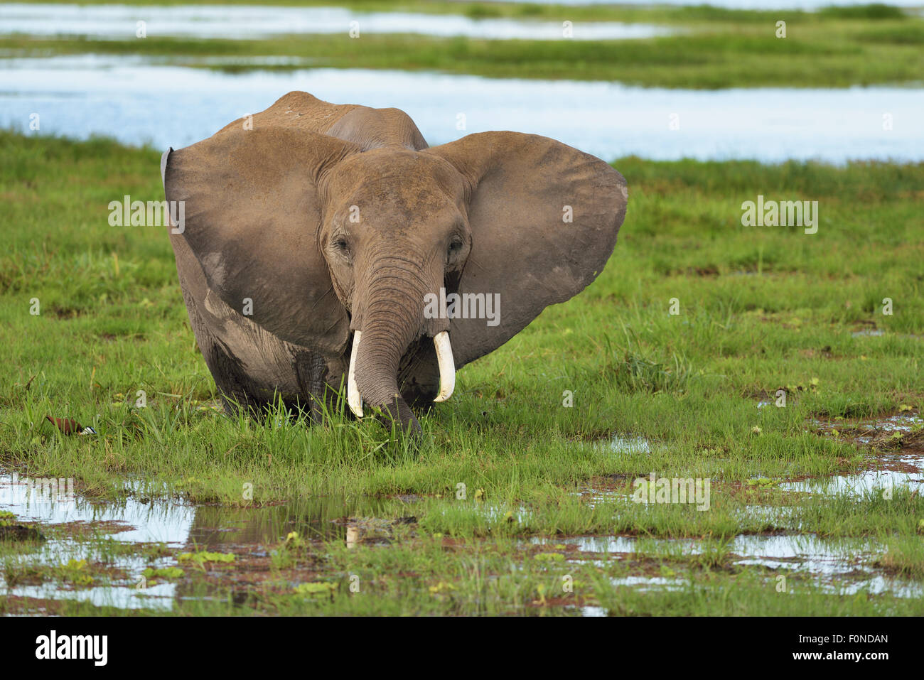 African elephant ears hi-res stock photography and images - Alamy