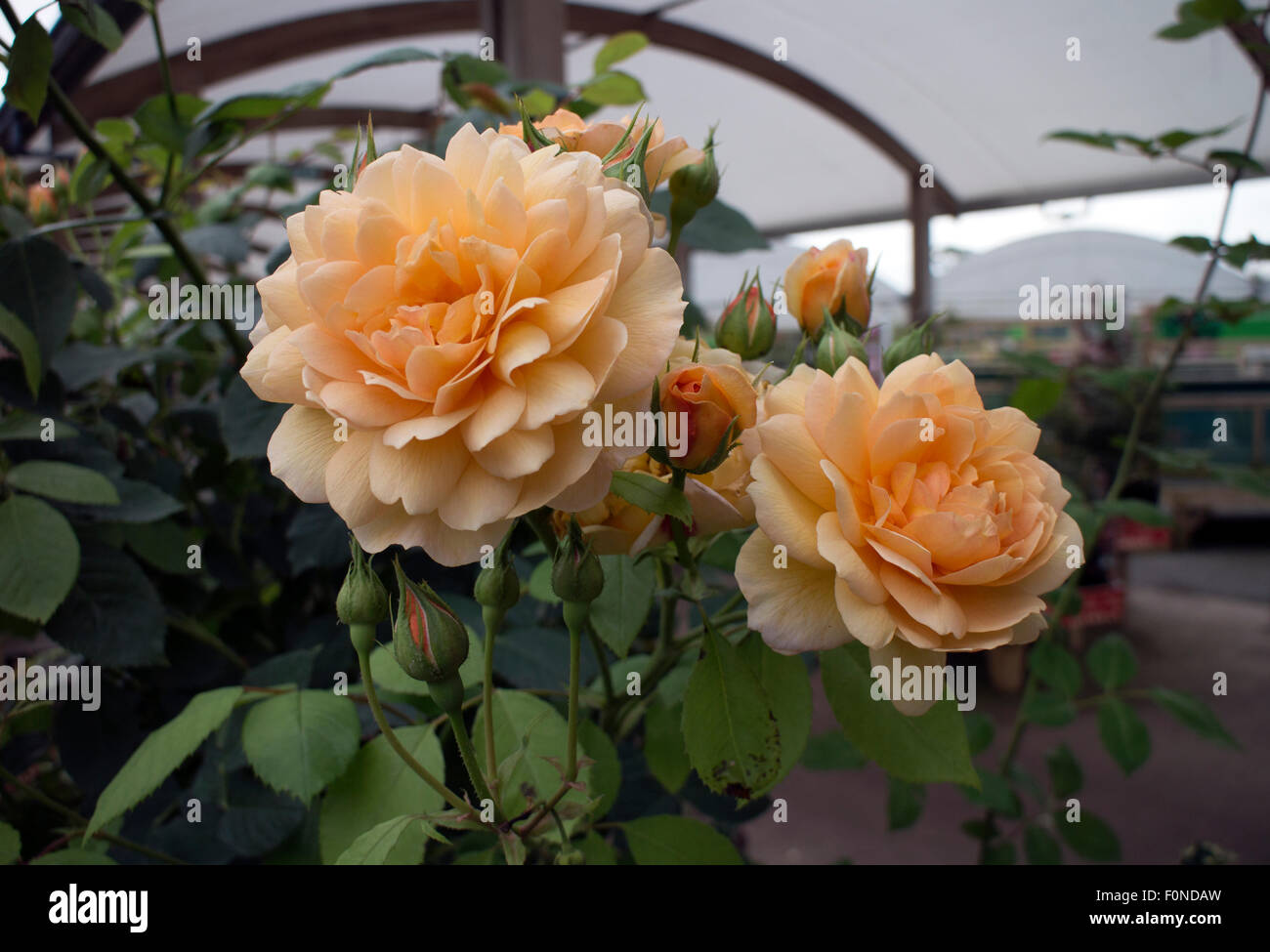 Grace flowers hi-res stock photography and images - Alamy