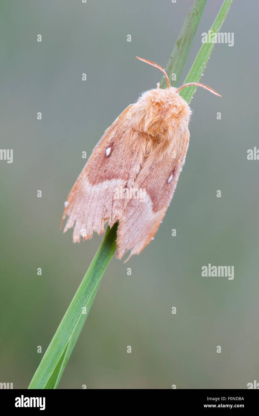 Oak eggar (Lasiocampa Quercus) moth, Emsland, Lower Saxony, Germany ...