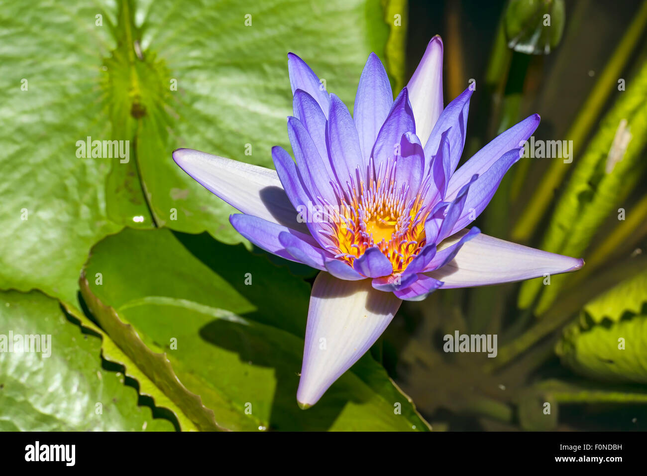 Mauritius flower hi-res stock photography and images - Alamy