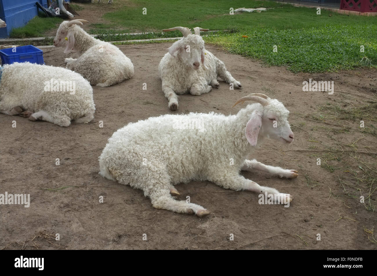 White goat laying on sand ground Stock Photo - Alamy