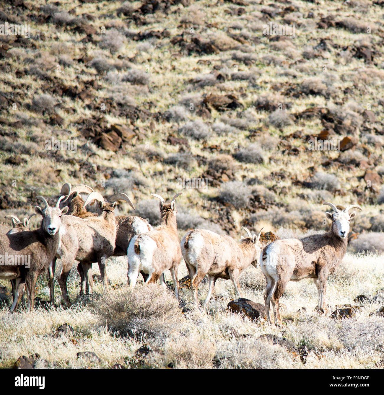 Rams on the side of a mountain Stock Photo - Alamy