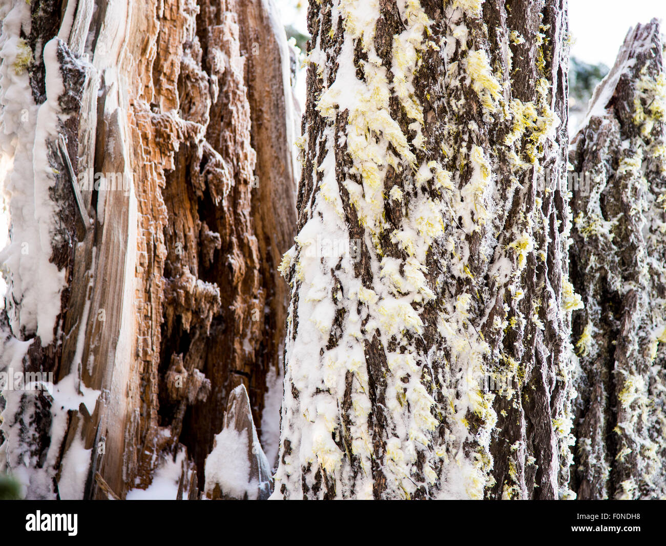 Frozen moss on a split tree Stock Photo - Alamy