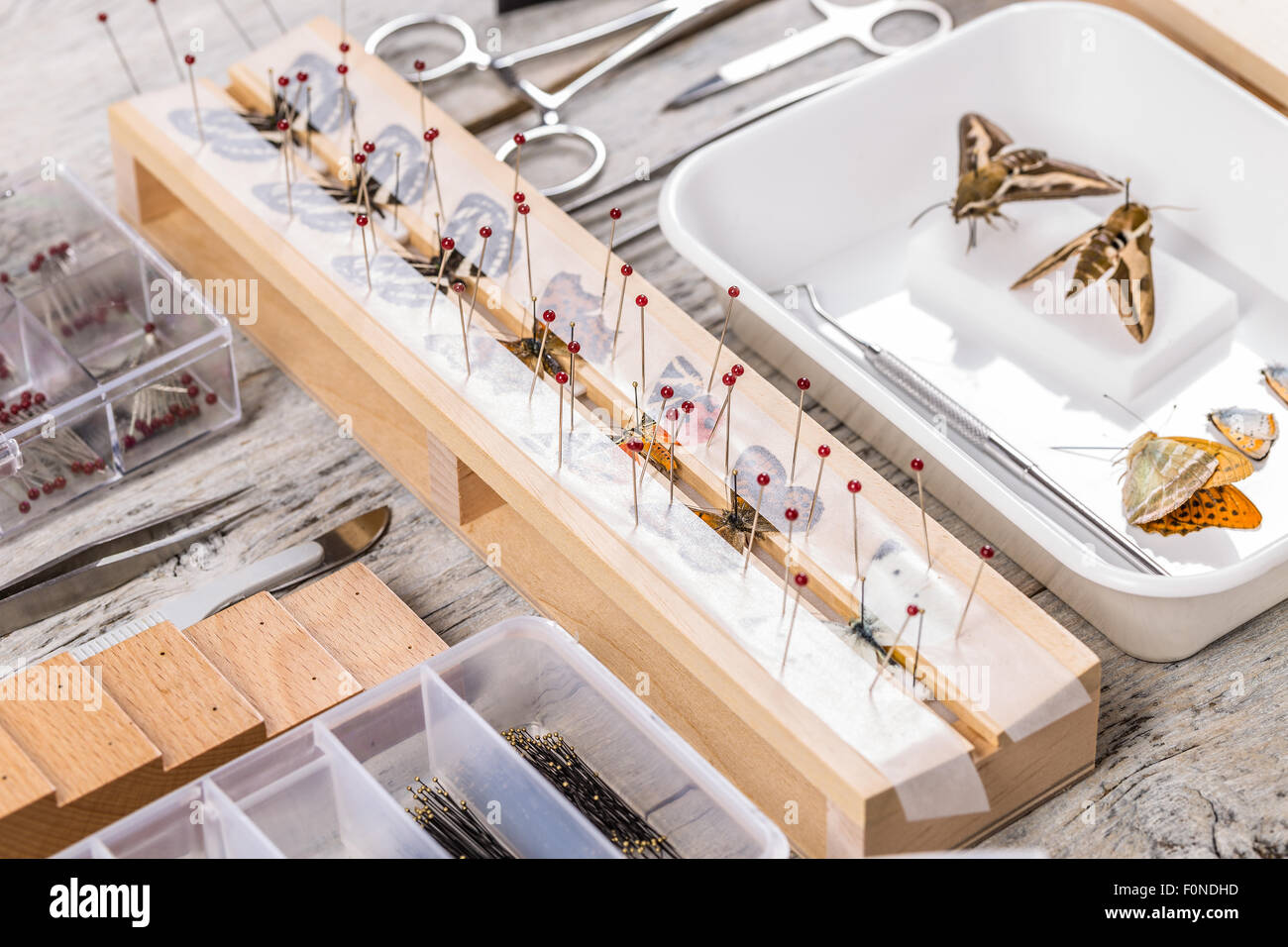 Butterflies and tools used to preserve Stock Photo - Alamy