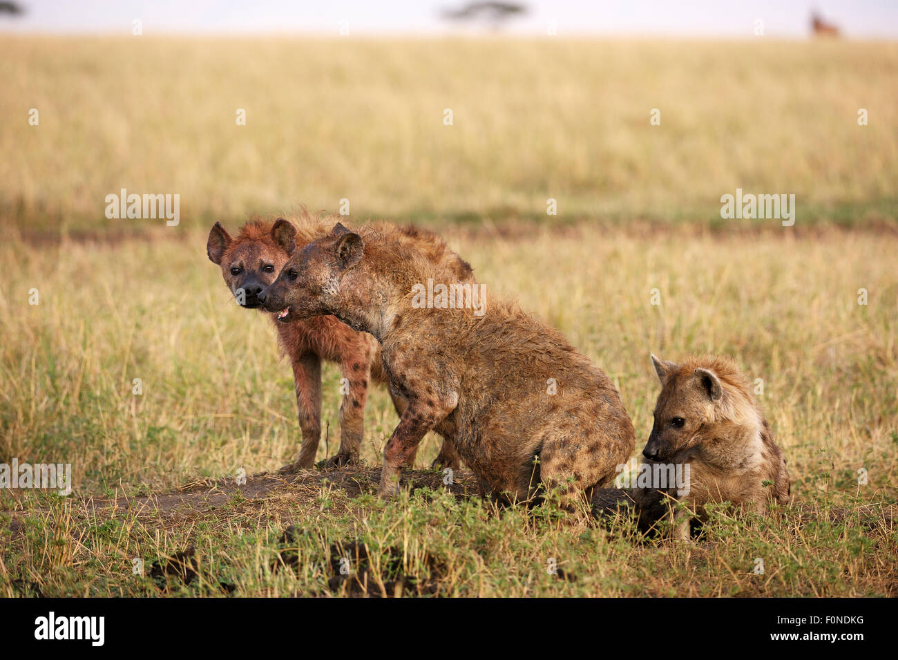 Spotted hyenas pack hi-res stock photography and images - Alamy