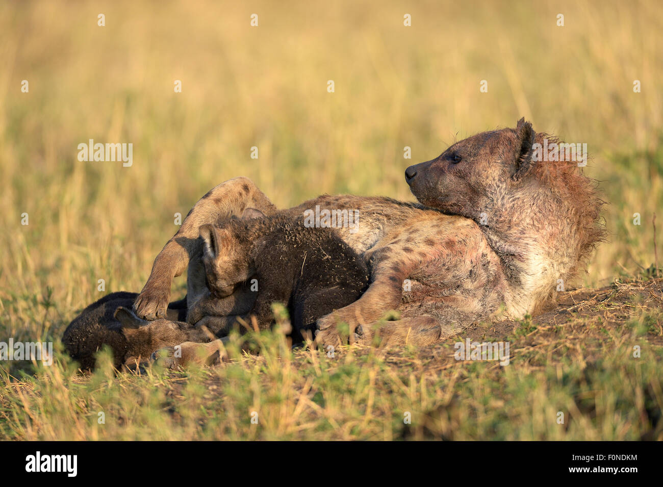Spotted Hyena (Crocuta crocuta), female suckling pups, Maasai Mara ...