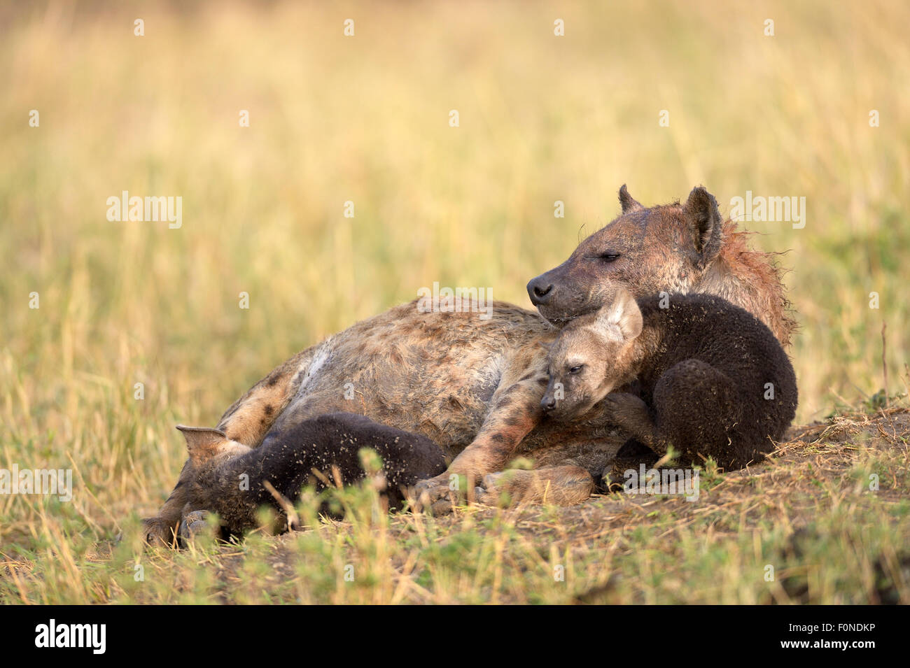 Spotted Hyena (Crocuta crocuta), female cuddles with puppies, Maasai ...