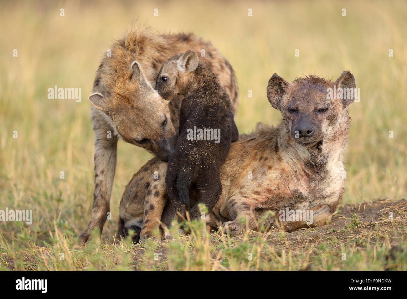 Spotted hyenas (Crocuta crocuta), female with pup, sniffing, Maasai ...
