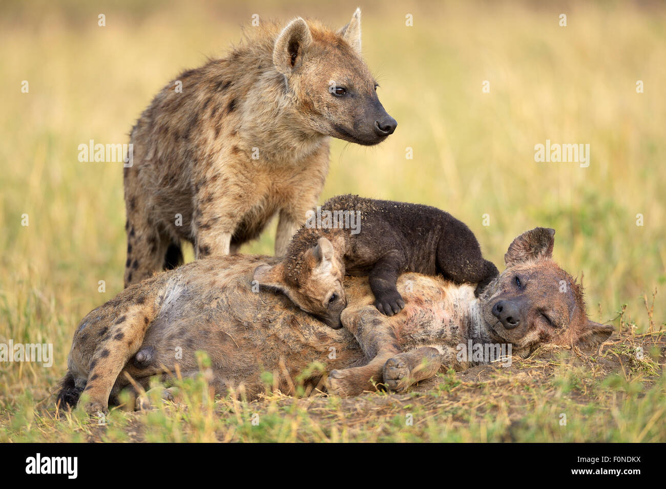 Spotted hyenas (Crocuta crocuta), female with pup, relaxing, Maasai ...