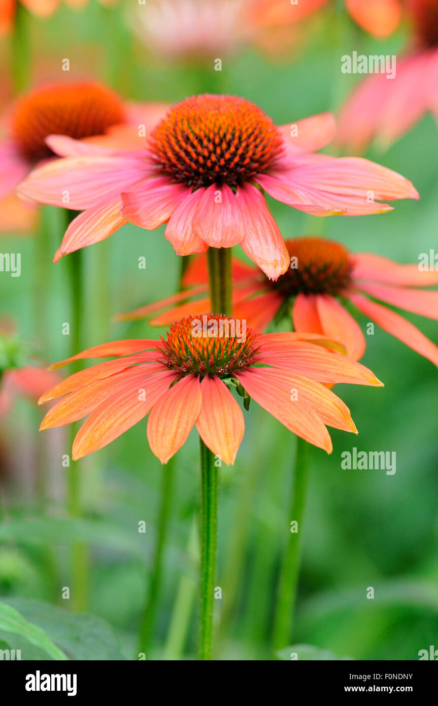 Echinacea sp hi-res stock photography and images - Alamy