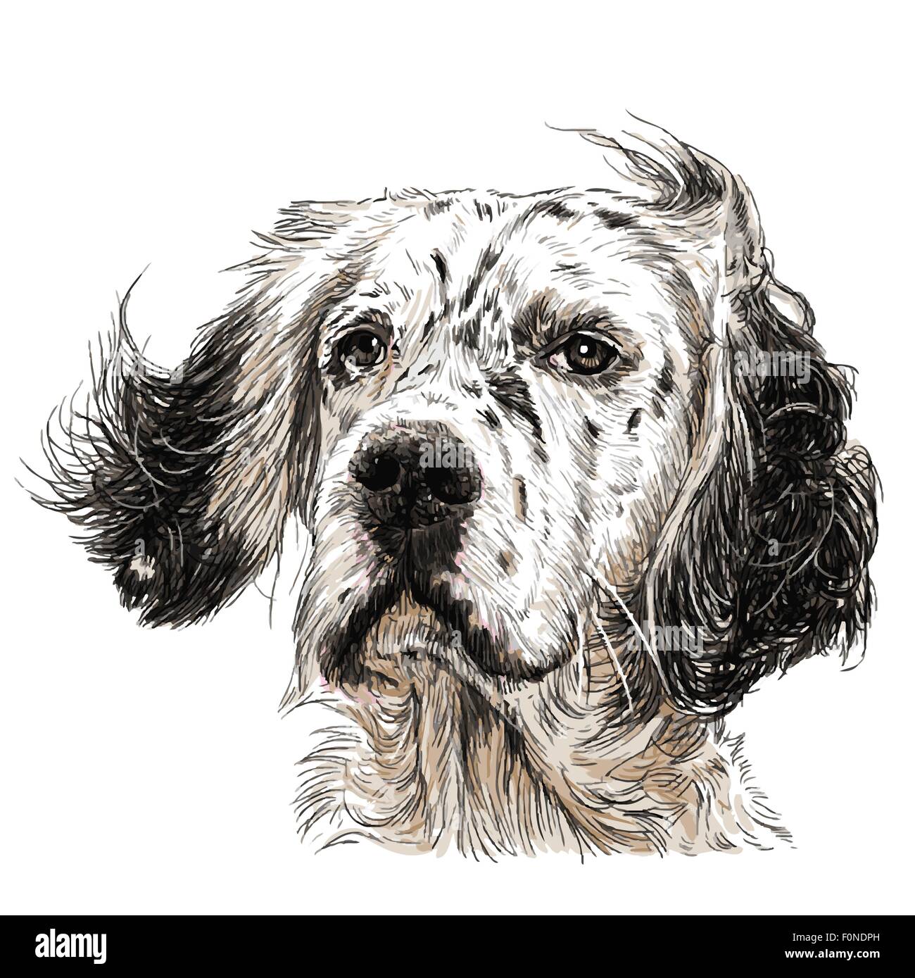 English setter dog pet Stock Vector Images - Alamy