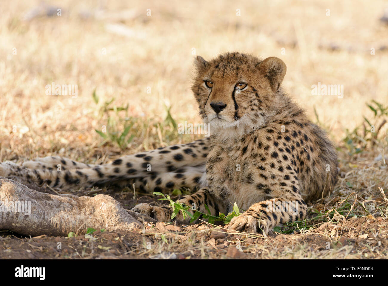 Cheetah shadow hi-res stock photography and images - Alamy