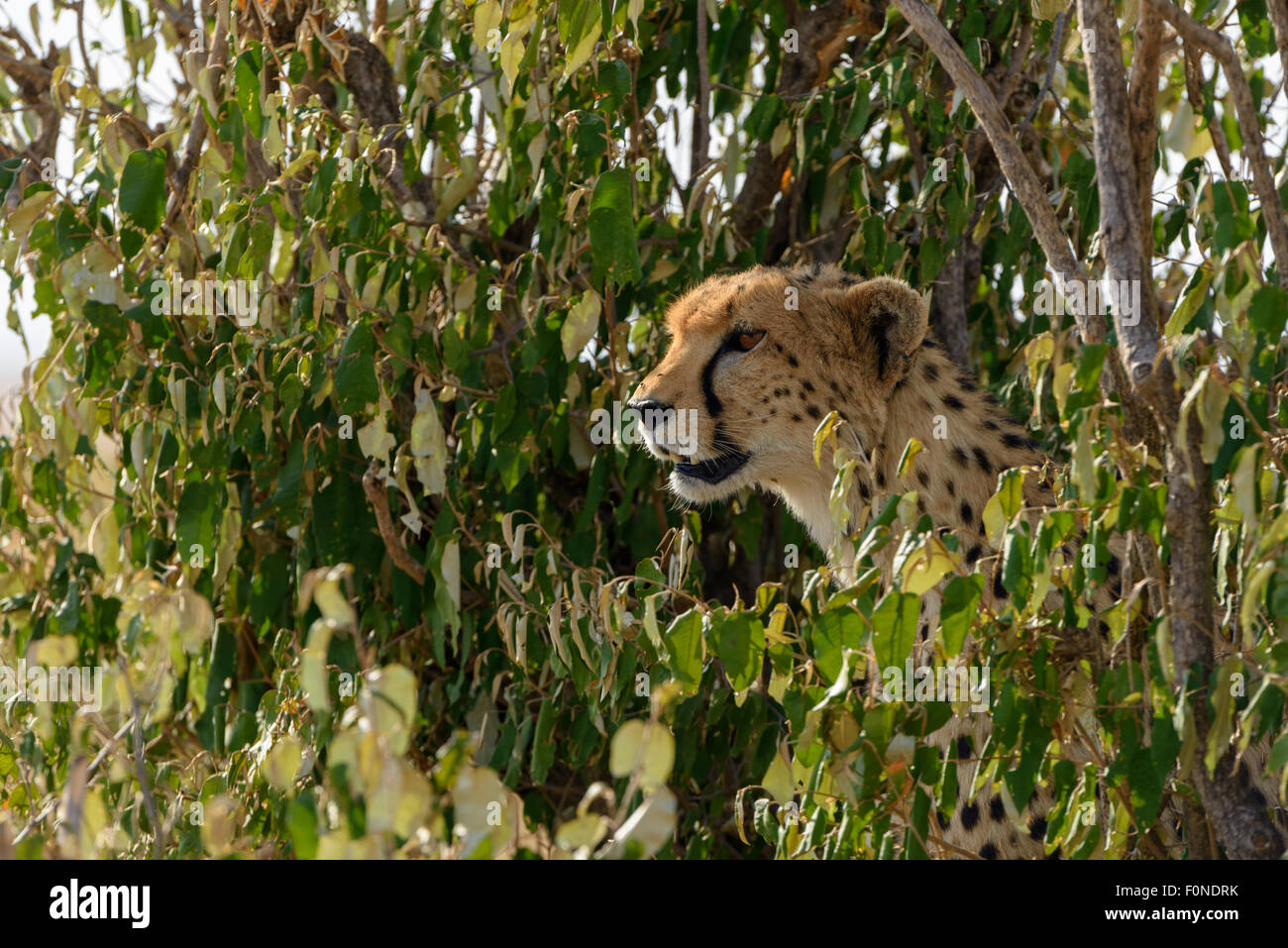 Hiding cheetah hi-res stock photography and images - Alamy