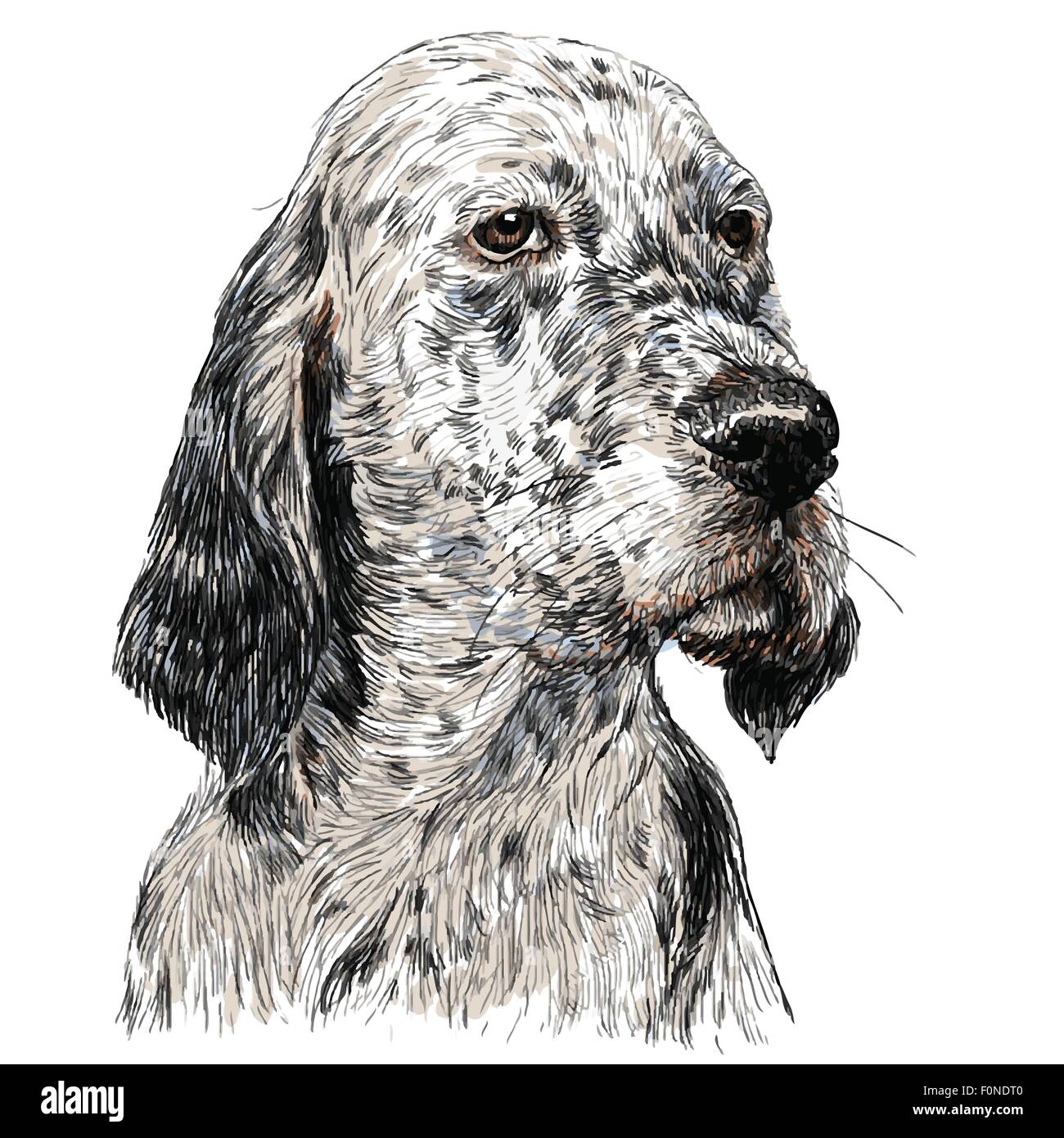 English setter Cut Out Stock Images & Pictures - Alamy