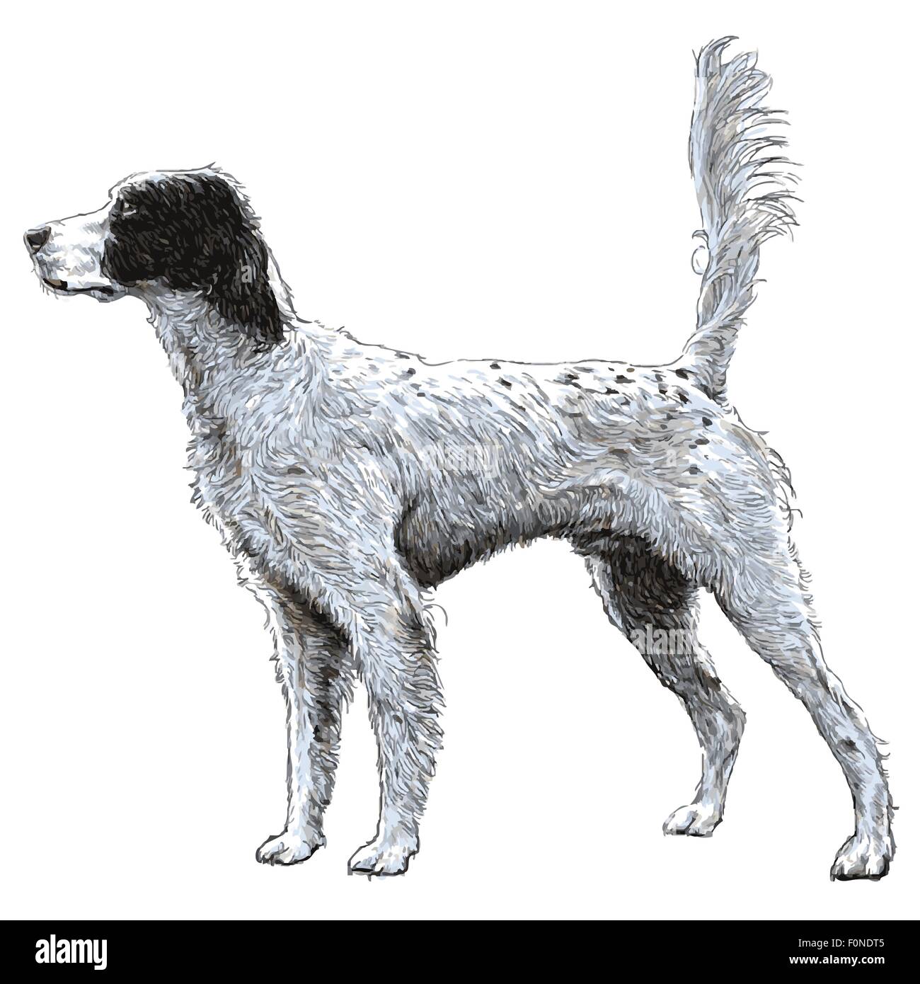 Image of English setter hand drawn vector Stock Vector Image & Art - Alamy