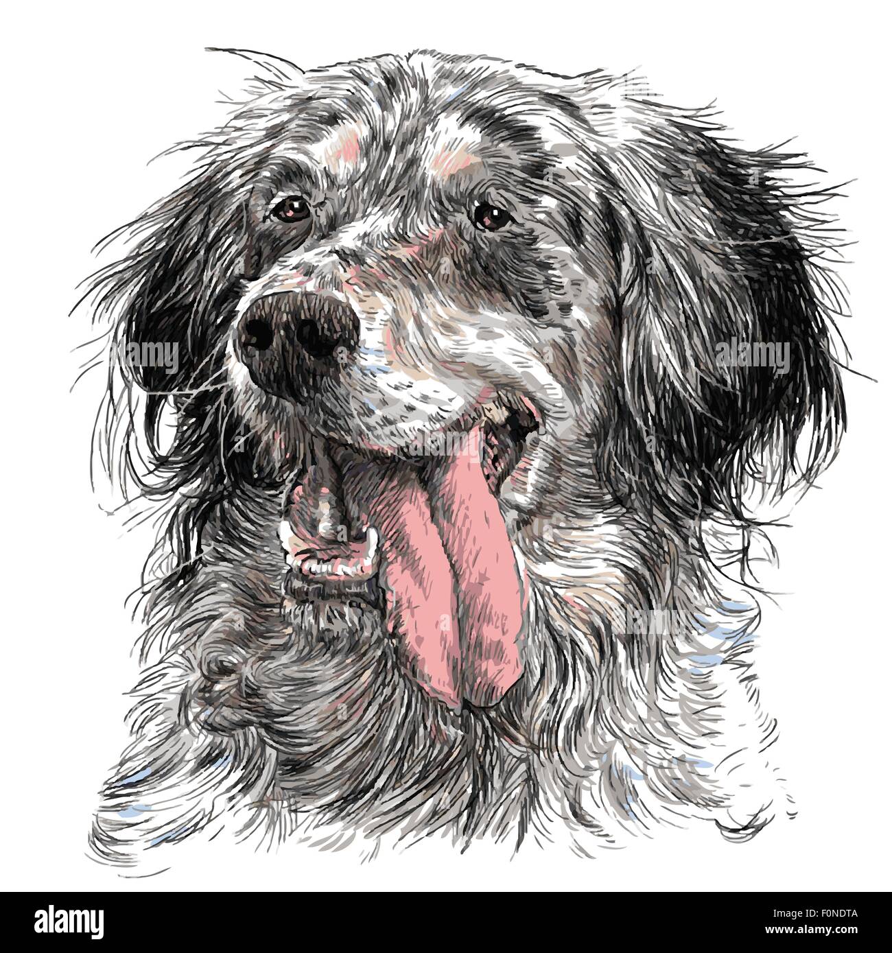 English Setter Cut Out Stock Images & Pictures - Alamy