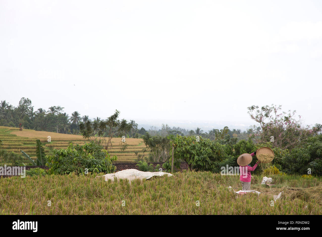 Farmers harvesting rice bali hi-res stock photography and images - Alamy
