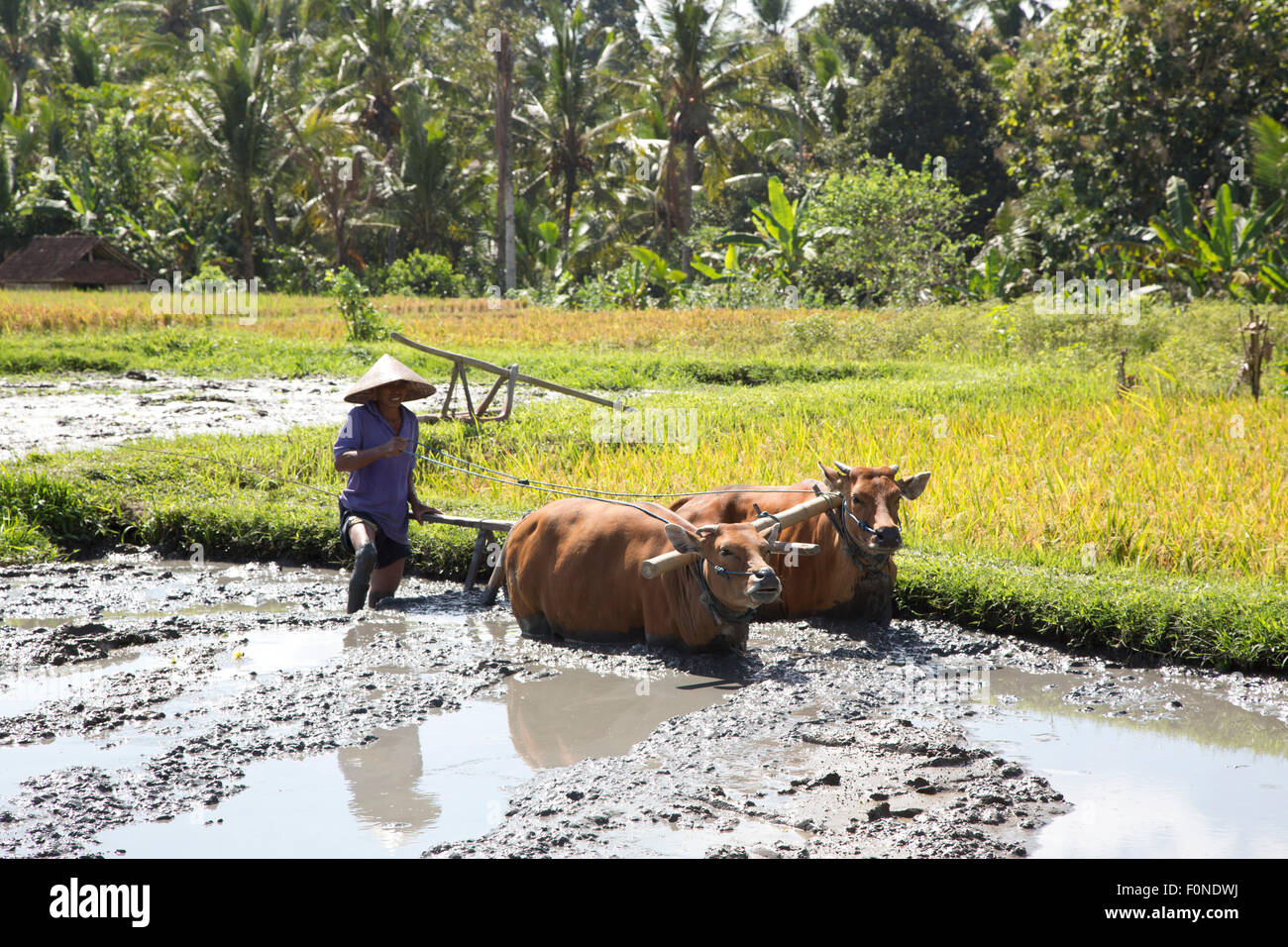 Rice farming Bali Stock Photo - Alamy