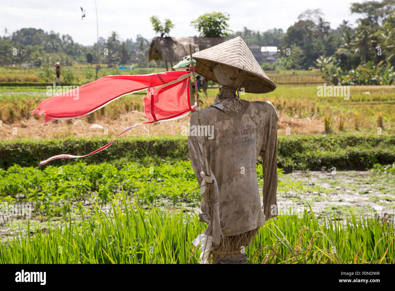 Rice farming Bali Stock Photo - Alamy