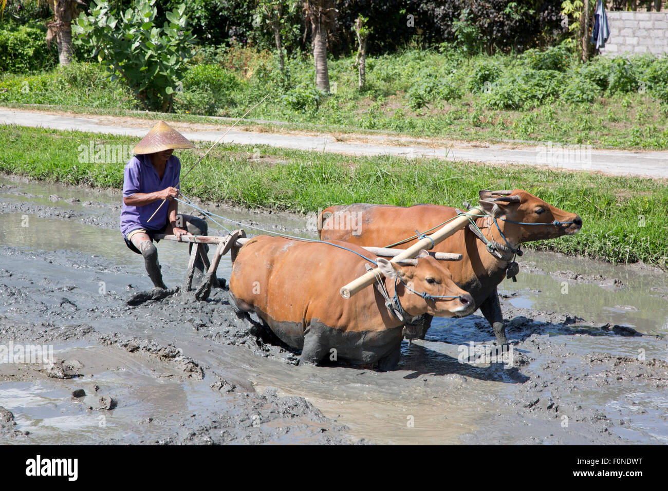 Rice farming Bali Stock Photo - Alamy