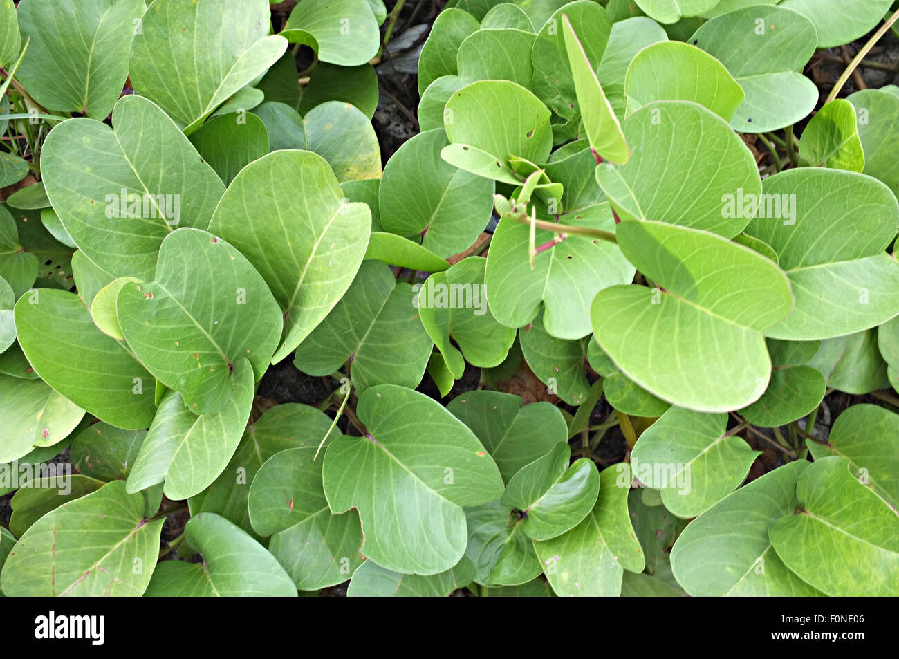 Goat's Foot Creeper, Beach Morning Glory on sea beach Stock Photo - Alamy
