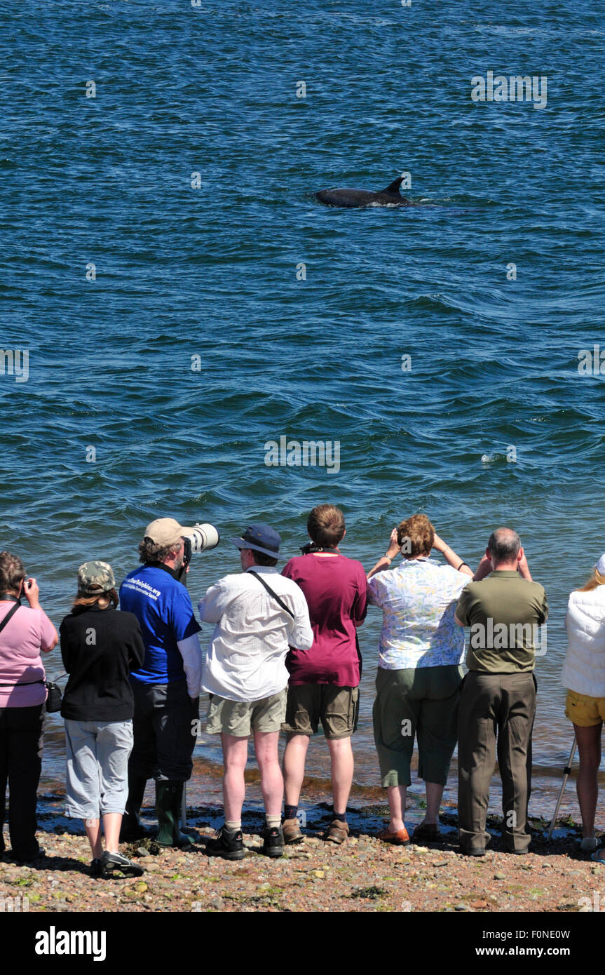 Dolphin watching uk person hi-res stock photography and images - Alamy