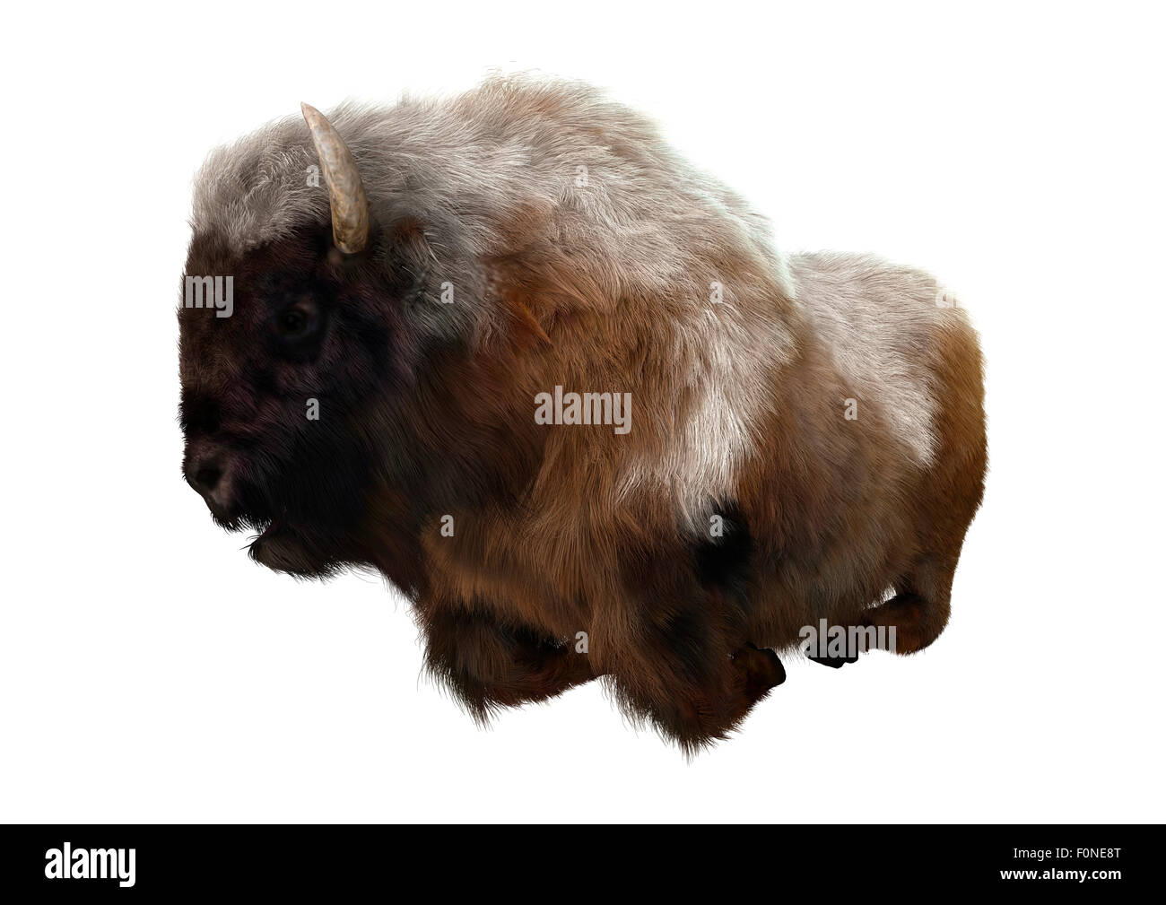 3D digital render of an American bison resting isolated on white ...