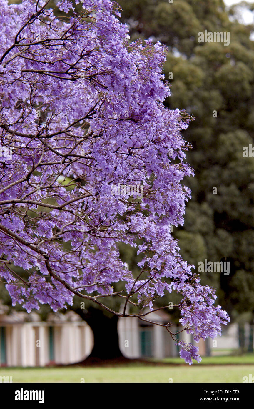 Jacaranda flowers hi-res stock photography and images - Alamy