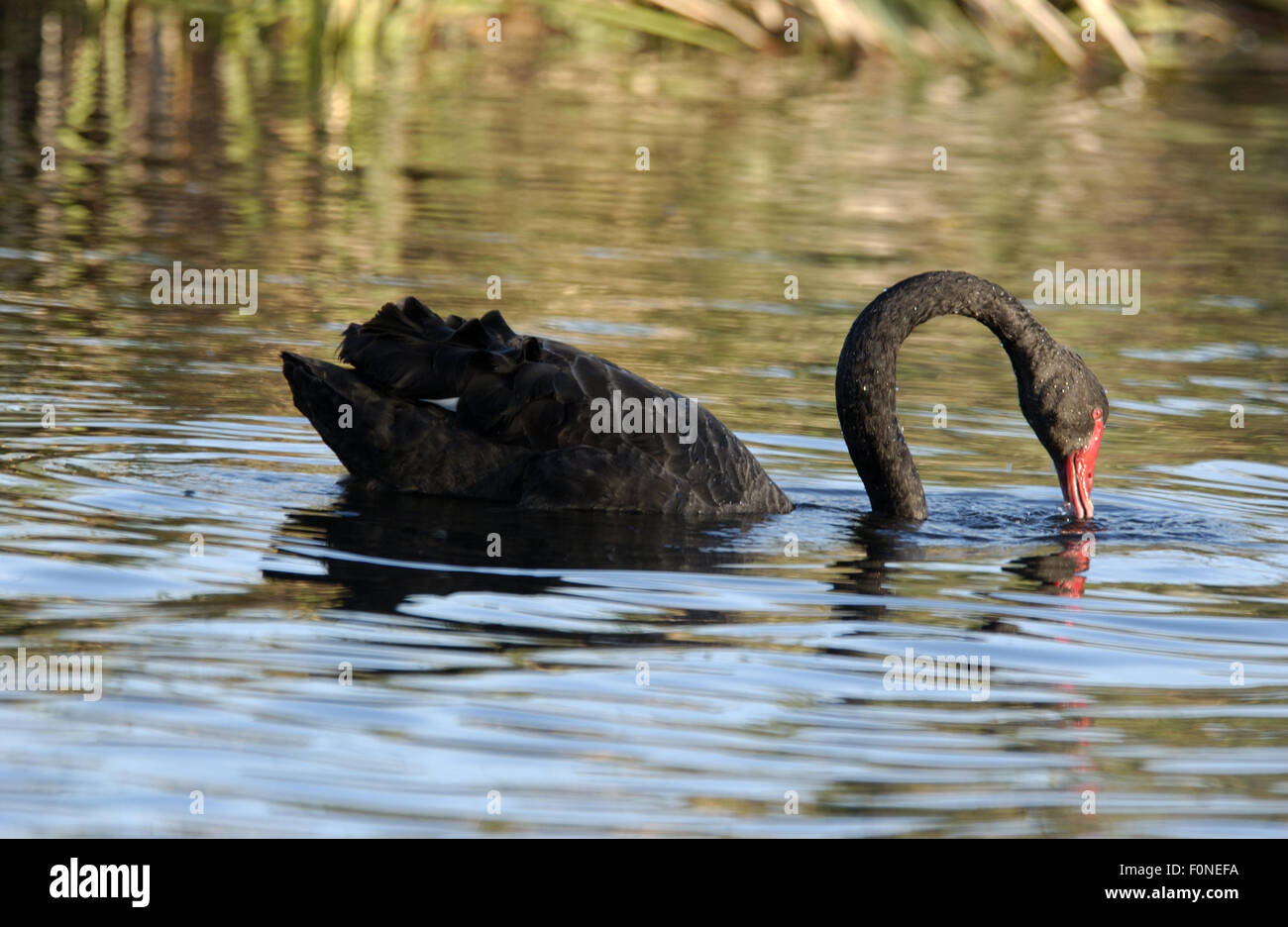 Perth western australia birds hi-res stock photography and images - Alamy