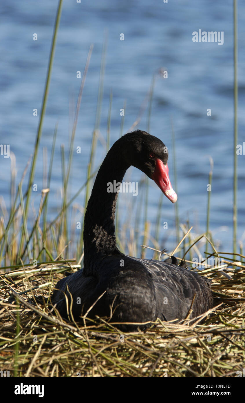 Perth western australia birds hi-res stock photography and images - Alamy