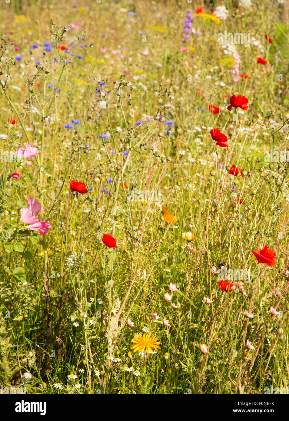 field of wild flowers background abstract Stock Photo - Alamy