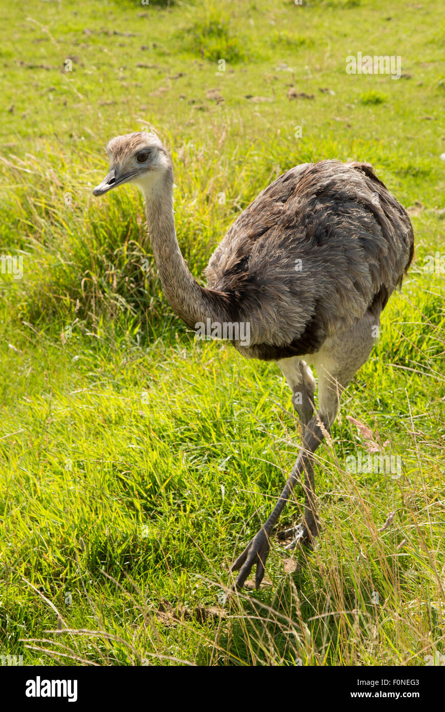 Greater Rhea walking on grass Stock Photo - Alamy