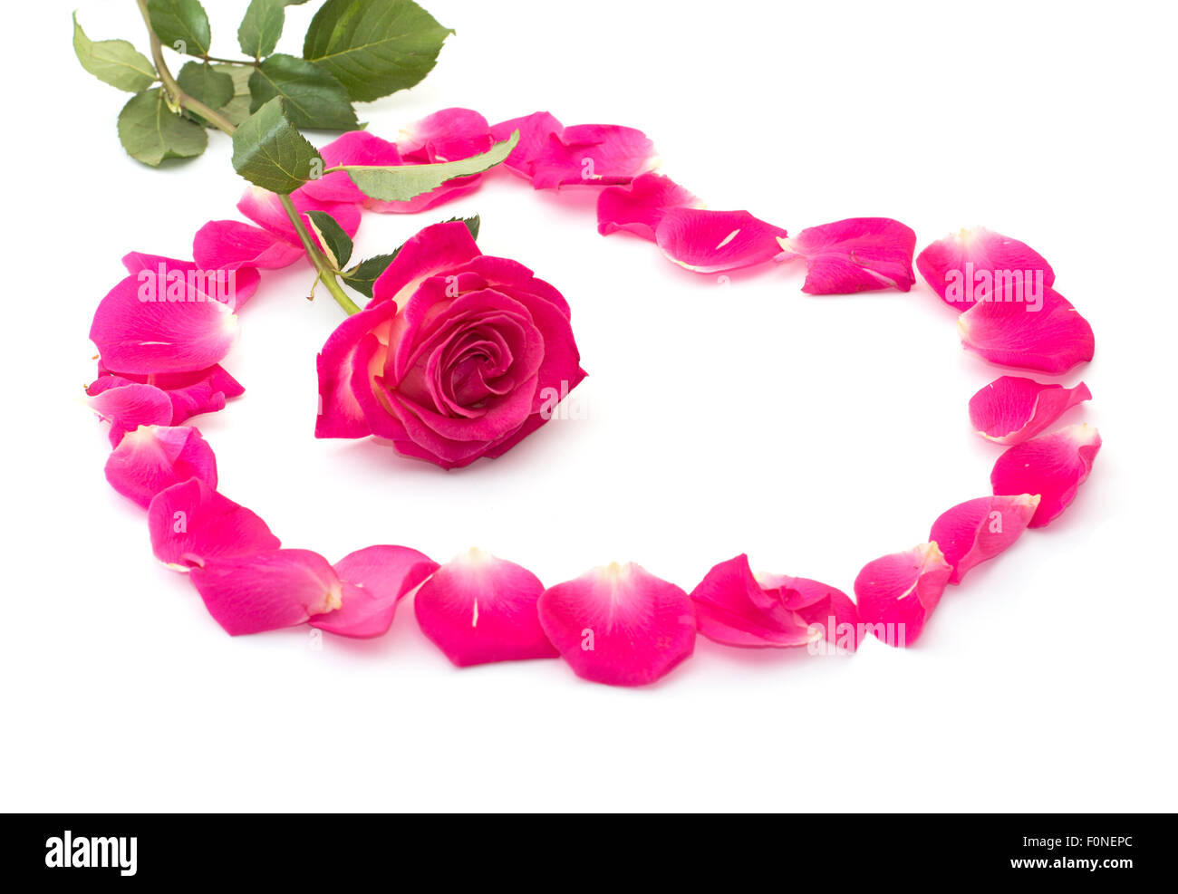 the red rose surrounded with petals of roses Stock Photo - Alamy