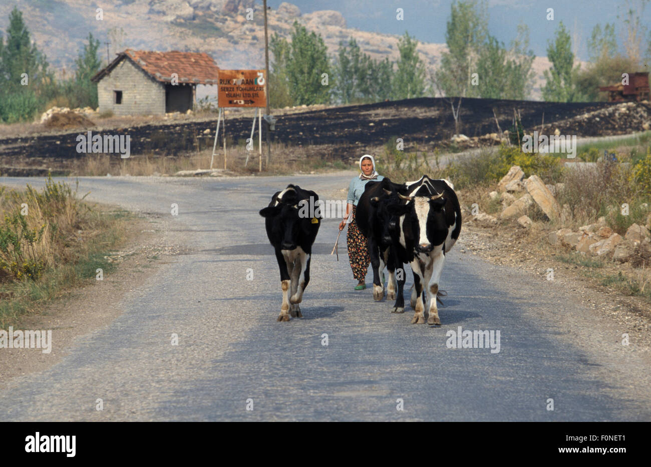 Turkish woman walking with livestock in rural Turkey Stock Photo - Alamy