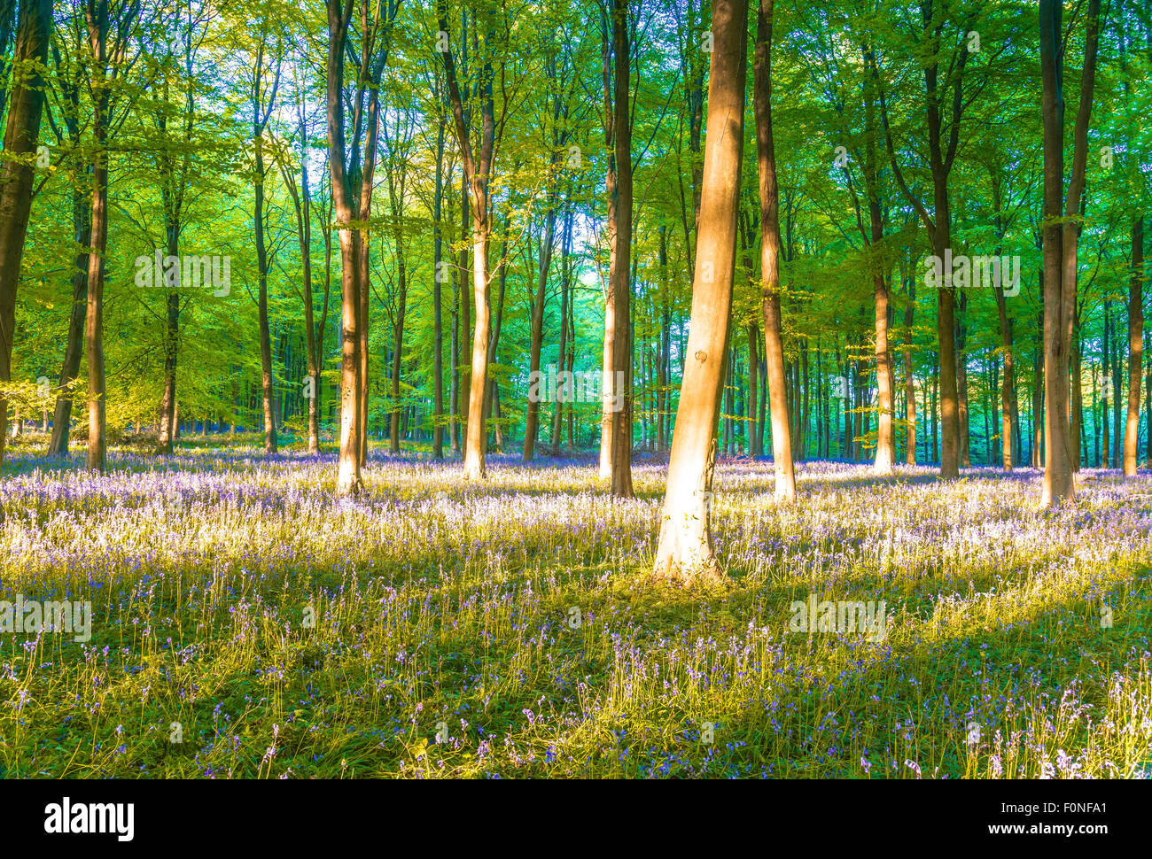 Angmering park hi-res stock photography and images - Alamy