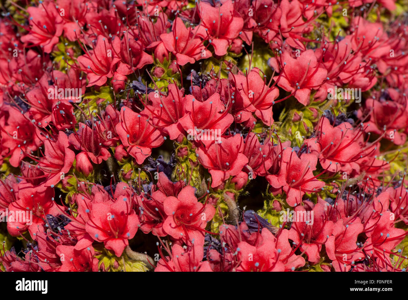 Red bugloss echium wildpretii giant hi-res stock photography and images ...