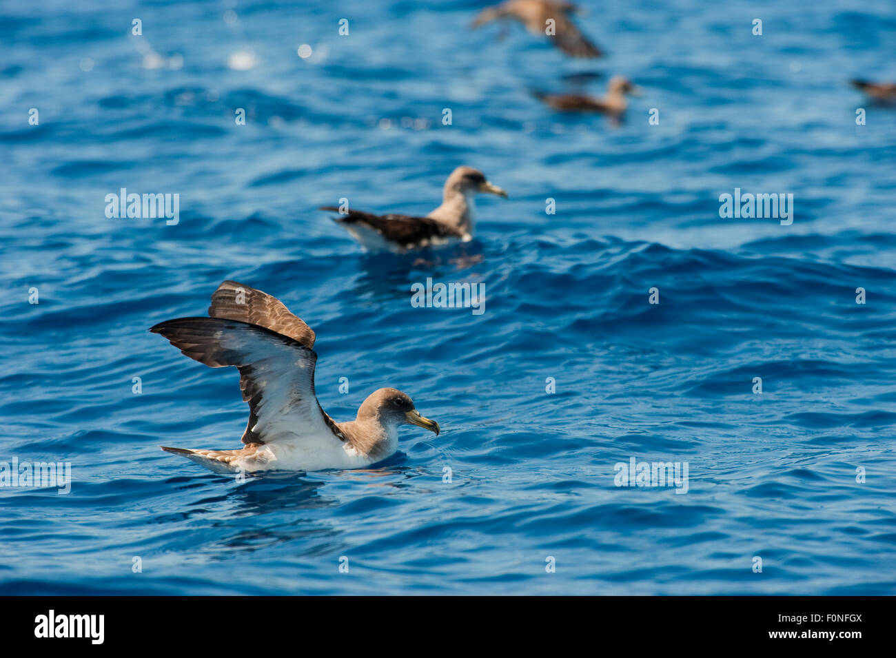 Cory's shearwater (Calonectris diomedea) stretching wings on water ...
