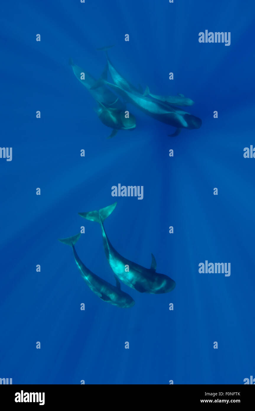 Shortfin pilot whale (Globicephala macrorhynchus) group, Canary Islands ...