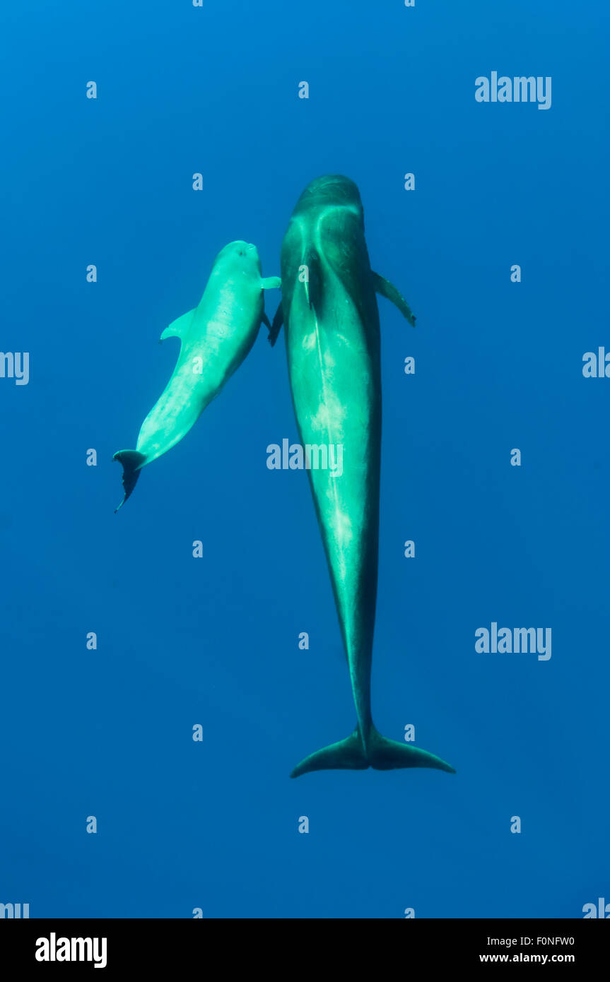 Shortfin pilot whale (Globicephala macrorhynchus) with baby, Canary ...