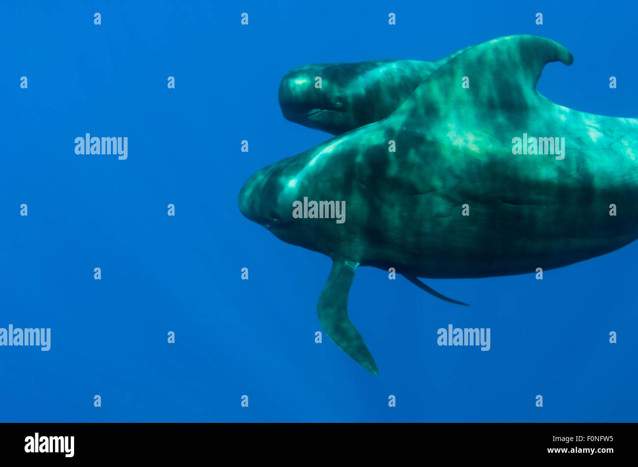 Shortfin pilot whale (Globicephala macrorhynchus) with baby, Canary ...
