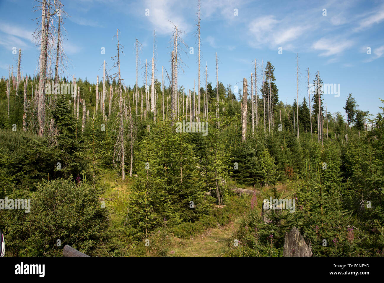 In the Bavarian Forest a Bark Beetle infestation destructed most of the ...