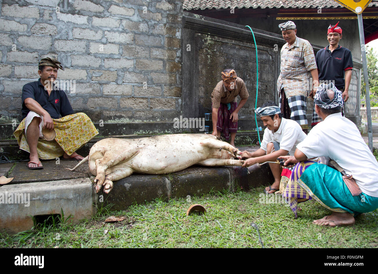 Sacrificing Animal High Resolution Stock Photography and Images - Alamy
