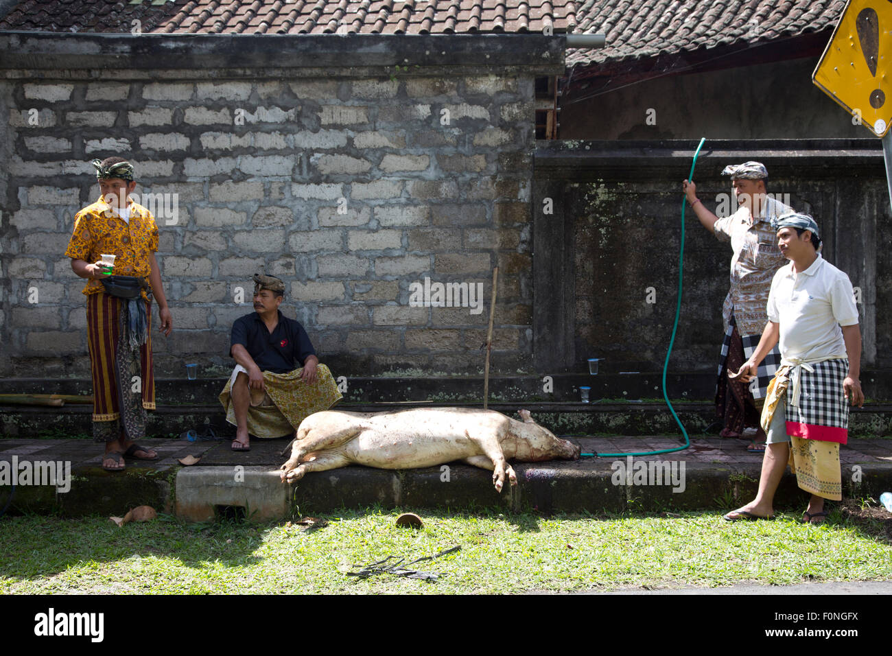 Men sacrificing a pig in preparation for a ceremony in Bali Indonesia ...