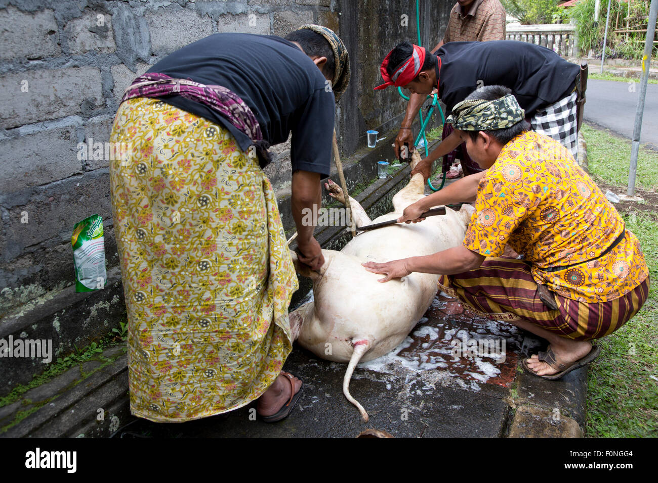 Men sacrificing a pig in preparation for a ceremony in Bali Indonesia ...
