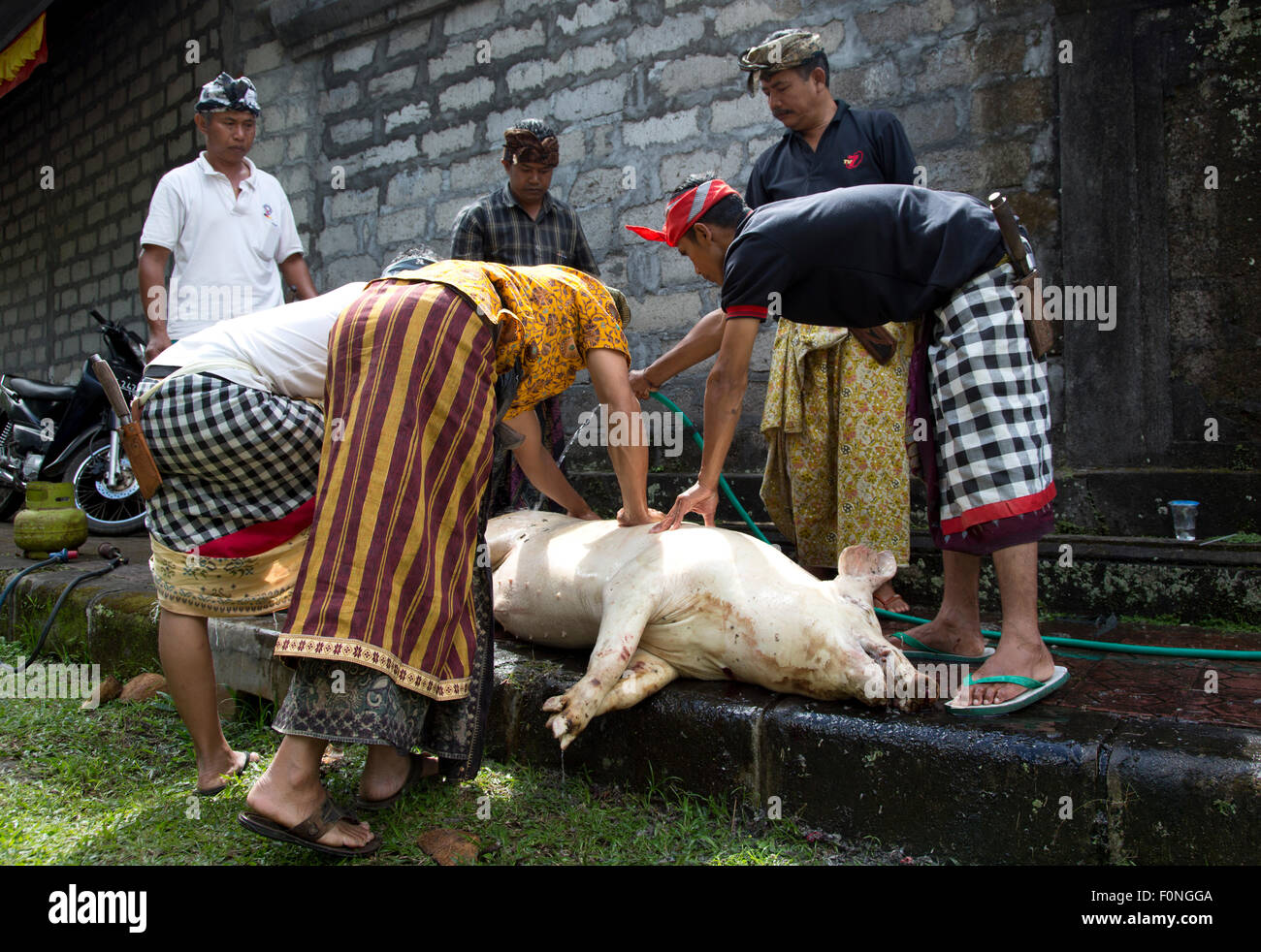 Men sacrificing a pig in preparation for a ceremony in Bali Indonesia ...